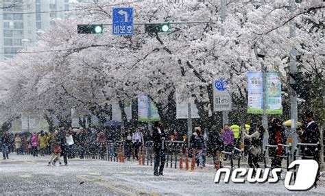 이게 바로 꽃비야 뉴스1