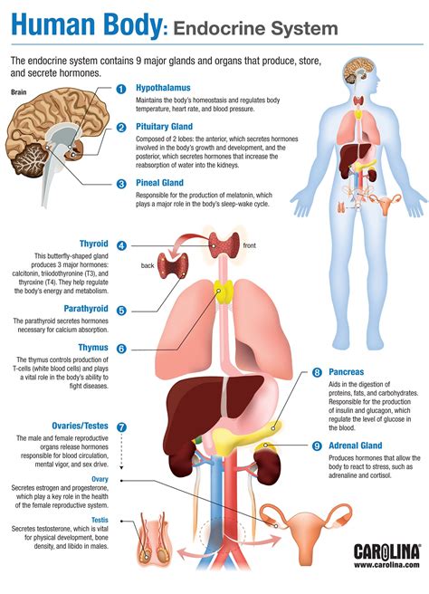Human Body Endocrine System Infographic