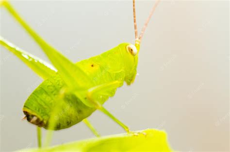 Premium Photo Grasshopper Macrophotography