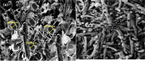 The Sem Image Of A Agcdozno And B Agcdoznomwcnts Ncs