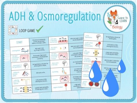 Adh And Osmoregulation Loop Game Ks45 Teaching Resources