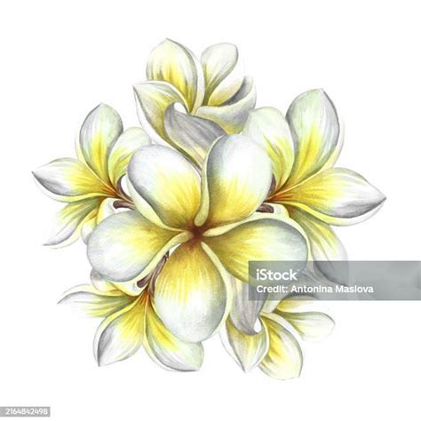 플루메리아 이국적인 열대 향기로운 프랜지파니 꽃의 꽃다발 손으로 그린 수채화 일러스트 포장 엽서 및 라벨 디자인의 한 요소 배너 전단지 및 포스터용 0명에 대한 스톡 벡터