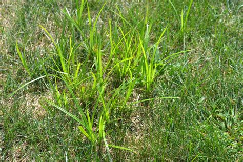 Yellow Nutsedge At Sanford Lilley Blog