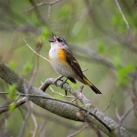 6 000 Free American Redstart And Bird Photos Pixabay