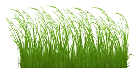 Gallery Recent Updates Grass Clipart Grass Drawing Clip Art