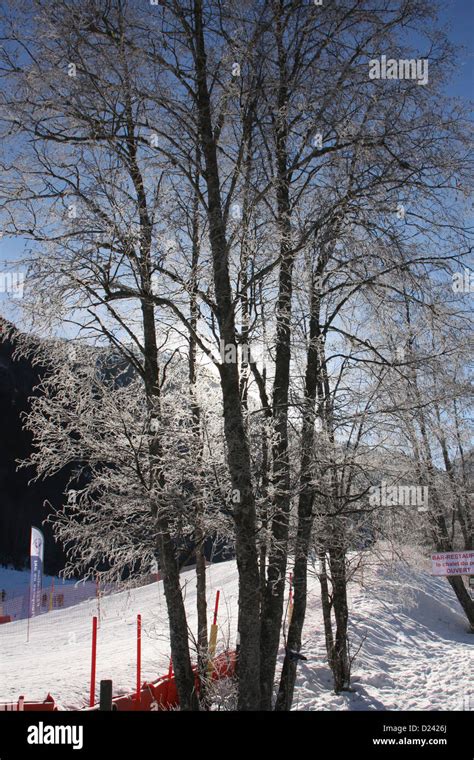 Sun Behind Flowers Hi Res Stock Photography And Images Alamy