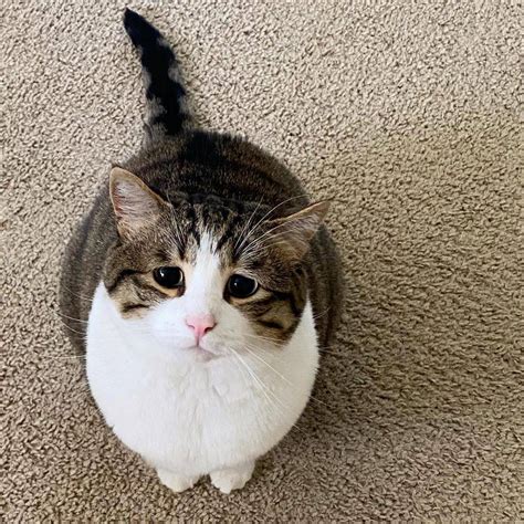 어딘가 슬퍼 보이고 억울해 보이는 고양이 에누리 쇼핑지식 자유게시판