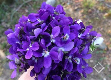 საქართველოში დედის დღე აღინიშნება Adjara Tv