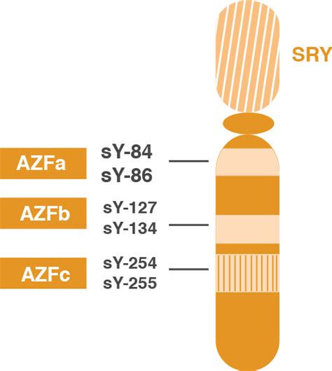 Azf Microdeletion Test Genetics Indonesia