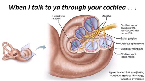 Cochlea Anatomi The Inner Ear Bony Labyrinth Membranous Labryinth