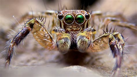 Most Disgusting Spider