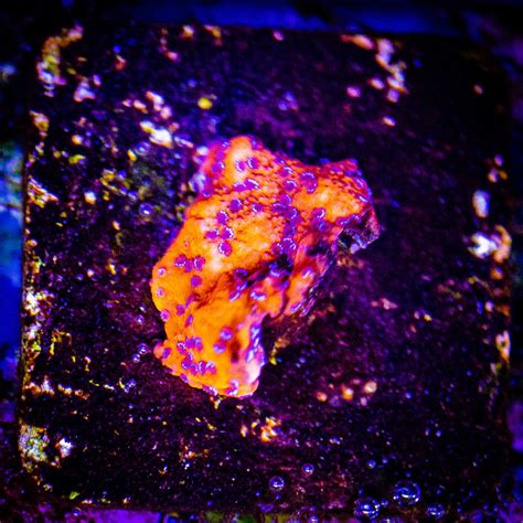 Montipora Mystic Sunset Frag Communitycorals