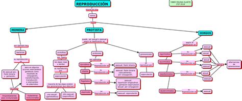 ReproducciÓn Monera Protista Hongo Web Itif Centrobiologia