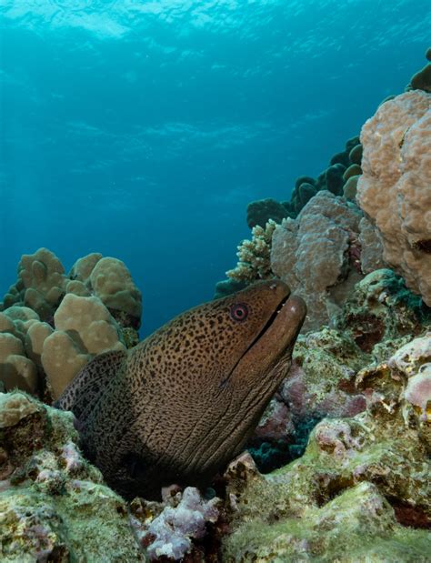 Snorkelen In De Rode Zee Wat Kun Je Zien Duikeninbeeld