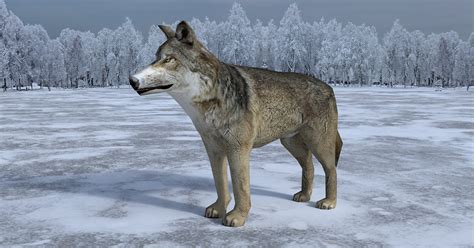 Gray Wolf Animated 캐릭터 Unity Asset Store Gray Wolf Animated 캐릭터 Unity Asset Store