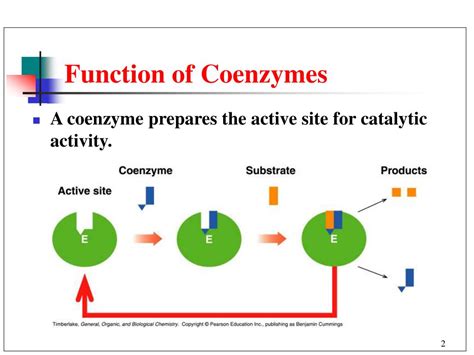 What Function Do Vitamins Have As Coenzymes At David Daigle Blog