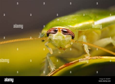 A Green Banana Cockroach Panchlora Nivea On An Autumn Leaf A Native