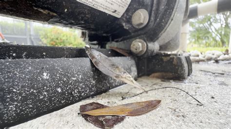 Jandy Vs Flopro Pump Leaking Any Idea What Seal This Might Be Rpools