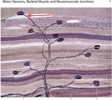 Ch 14 Motor Neuron Skeleton Muscle And Neuromuscular Junctions