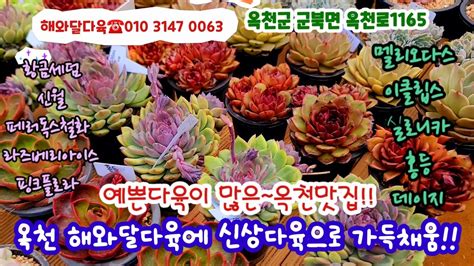 옥천에 해와달다육 예쁜다육 가득가득 2포트5천 부터 대품군생 핑크플로라 최저가격~다박 이클립스 실로니카 황금세덤 꽃피는신월등 Youtube