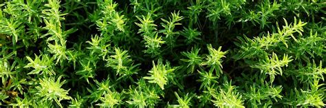 How To Grow Thyme Thyme Growing Guide Sow Seeds