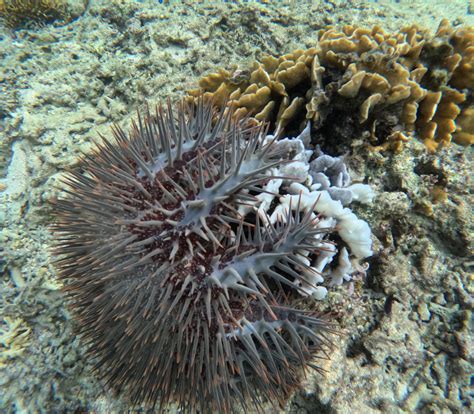 What We Do Naidiri Marine Biodiversity Park