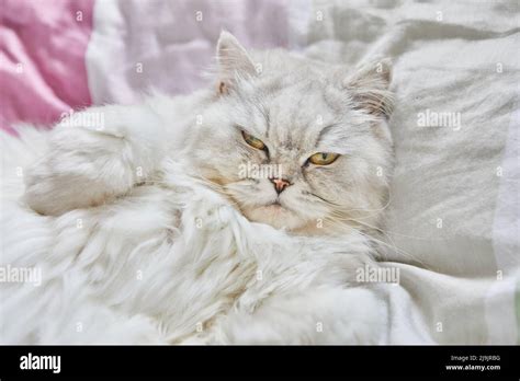 British Longhair White Cat Lies On His Back In Bed Stock Photo Alamy