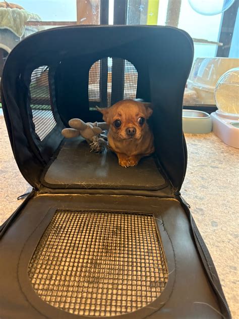 치와와 치즈 강아지 책임분양 아이조아 유기방지입양 파양 강아지보호소 고양이보호소 무료분양센터