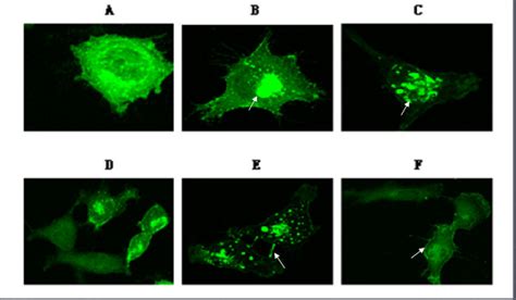 Subcellular Localization Of Hepacam And Its Extracellular Domain