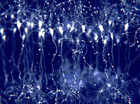 Pyramidal Neurons In The Cerebral Cortex Illustration Stock Image F023 0917 Science Photo