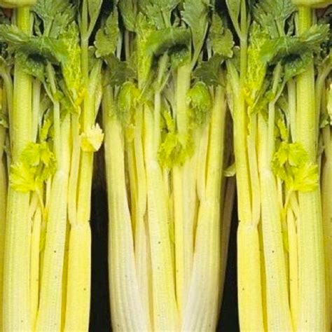 Organic Golden Pascal Celery Seeds Apium Graveolens Tall Stalks C Terra Mater Gardens