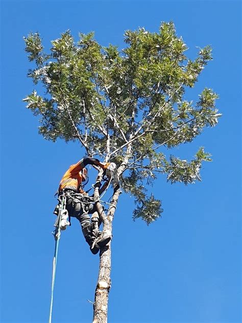 Tree Removal Services Southeastern Melbourne Affordable Tree Loppers