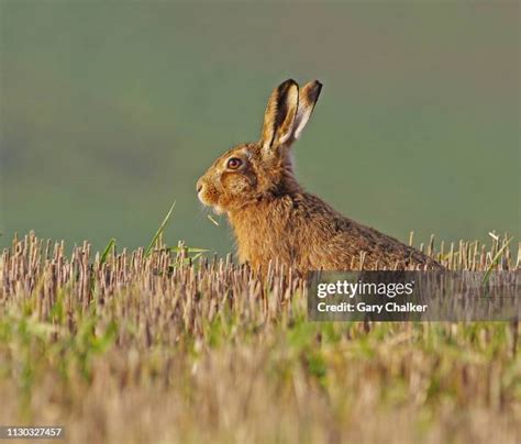 Cute Jackrabbit Photos And Premium High Res Pictures Getty Images