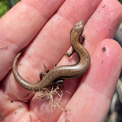 6 Unique Skinks In Oklahoma