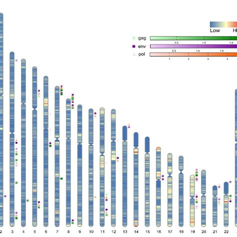 Diagram Of The Genome Wide Distribution Of Highly Expressed Herv K Download Scientific Diagram