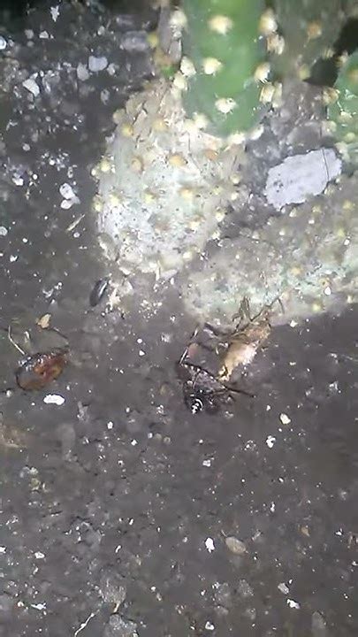 იმერელი ობობა Vs ფაროსანა Youtube