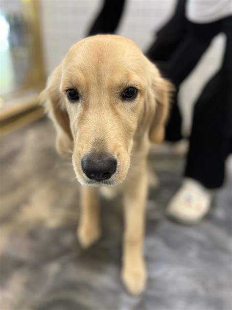 골든리트리버 쿠키 말티즈분양가격 말티푸분양가격 비숑프리제분양가격 미니비숑프리제분양가격 포메라니안분양가격 푸들분양가격 토이푸들분양가격 골든리트리버분양가격 래브라도리트리버분양