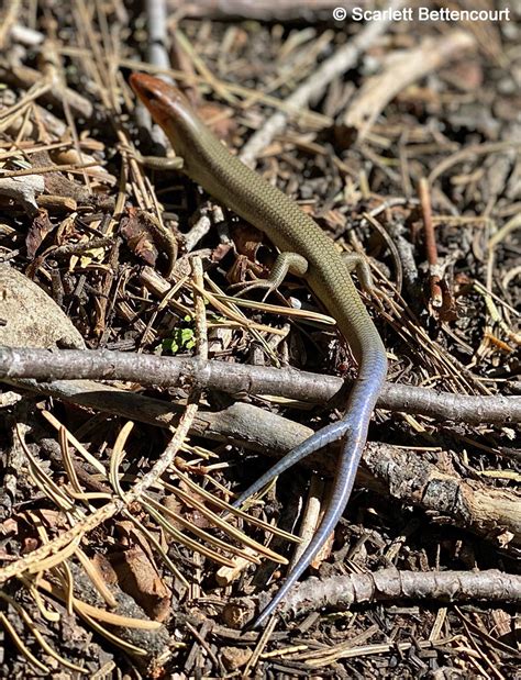 Greater Brown Skink Plestiodon Gilberti Gilberti