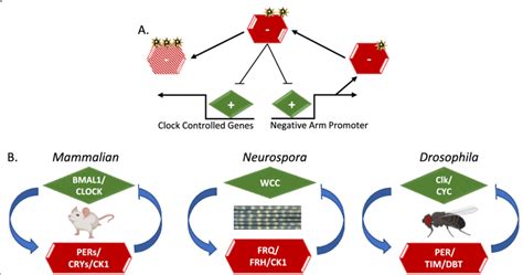 Conservation Of The Core Clock Architecture A The Download Scientific Diagram