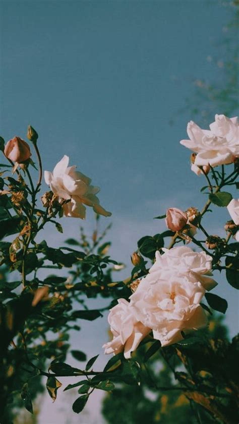 Pink Roses Aesthetic Wallpapers Wallpaper Cave