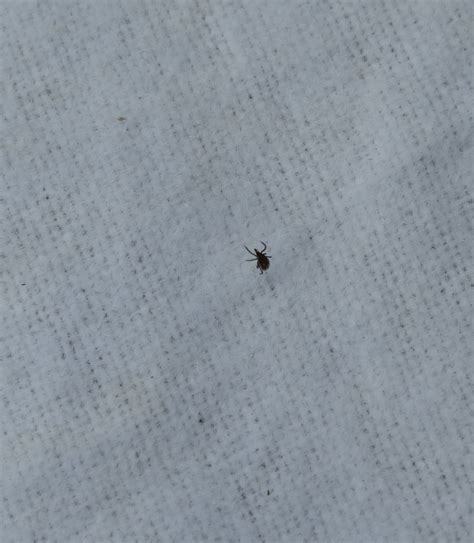 Pest Guide Ticks