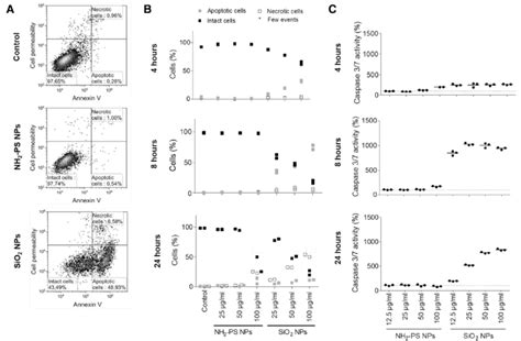 Activation Of Cell Death In Mpi Cells Exposed To Nh 2 Ps And Sio 2
