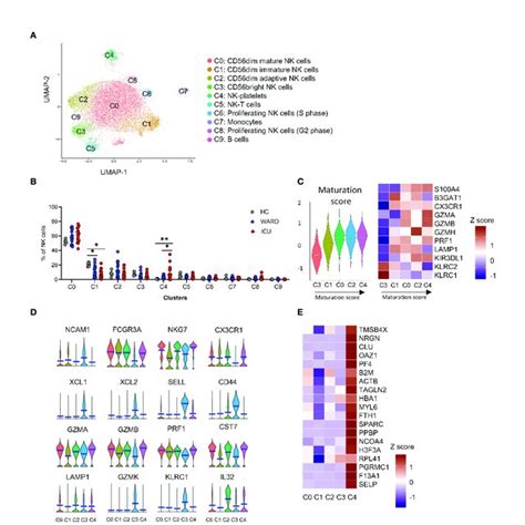 Single Cell RNA Sequencing Reveals 10 Distinct NK Cell Subsets A