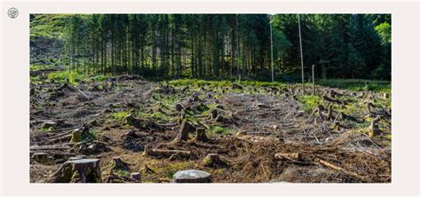 How Many Trees Are Cut Down Every Day in 2024? Tree Update