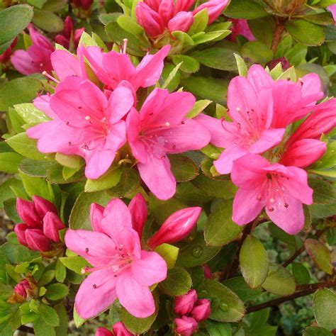 Evergreen Azalea Geisha Pink Evergreen Azaleas Millais Nurseries