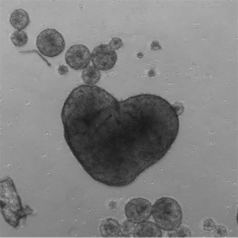 announcing the 2023 csci photo contest winners columbia stem cell