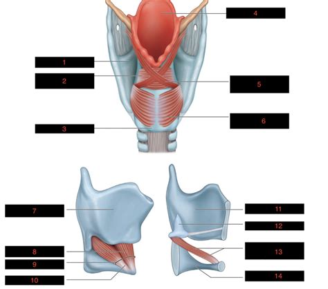 Week 1 Anatomy And Physiology Diagram Quizlet