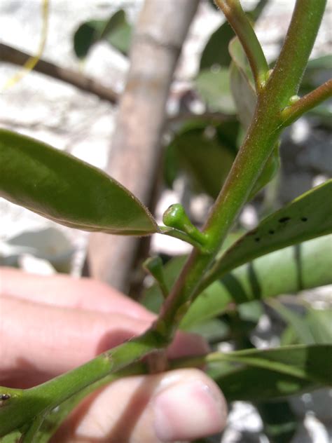 Psidium Robustum