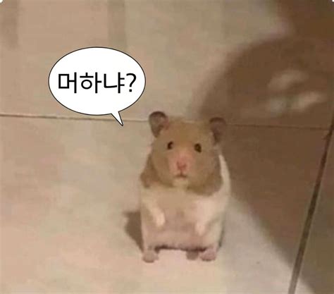 내 저장에 있는 핀