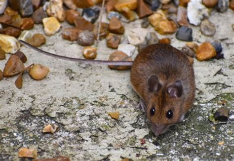 Rodent Control Yankee Pest Services Rodent Control Yankee Pest Services